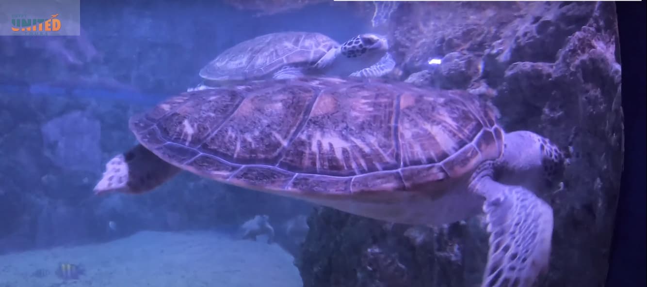 Hurghada Grand Aquarium | 1000 species of rare marine life