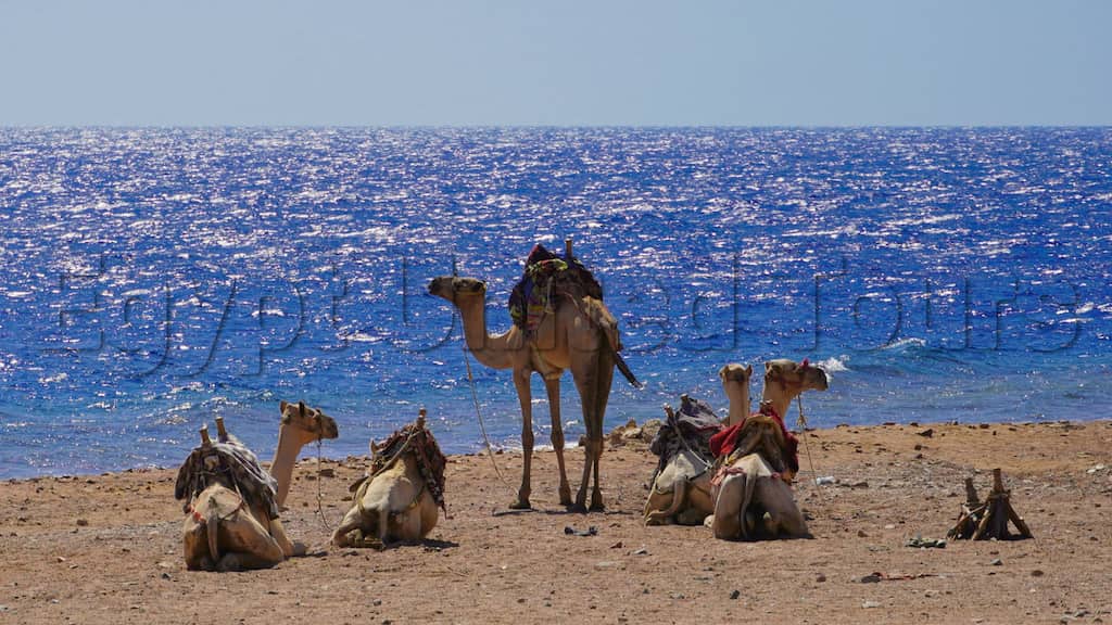 Red Sea Depth, Length and Width | 15 Facts About The Red Sea